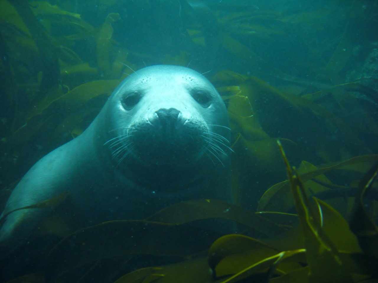 Diving in the UK – Edinburgh Divetech 1067