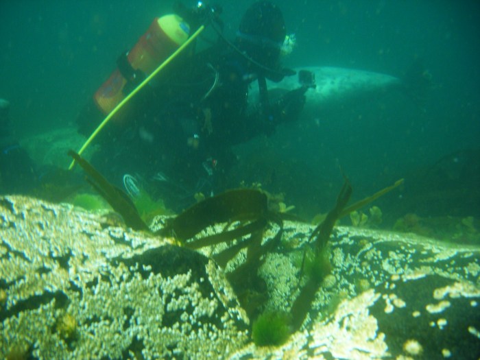 Diving in the UK – Edinburgh Divetech 1067